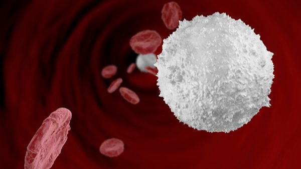 A cosa servono i globuli bianchi? | OK Salute