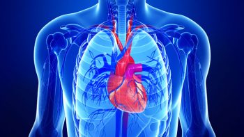 Valvole cardiache: si riparano senza aprire il torace | OK Salute