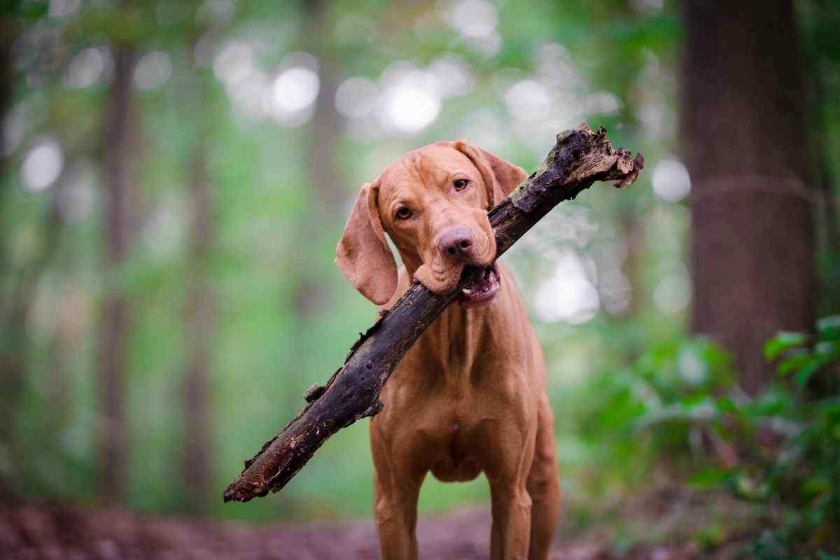 Cani e salute: i 7 "campanelli d'allarme" da non ignorare secondo gli ...